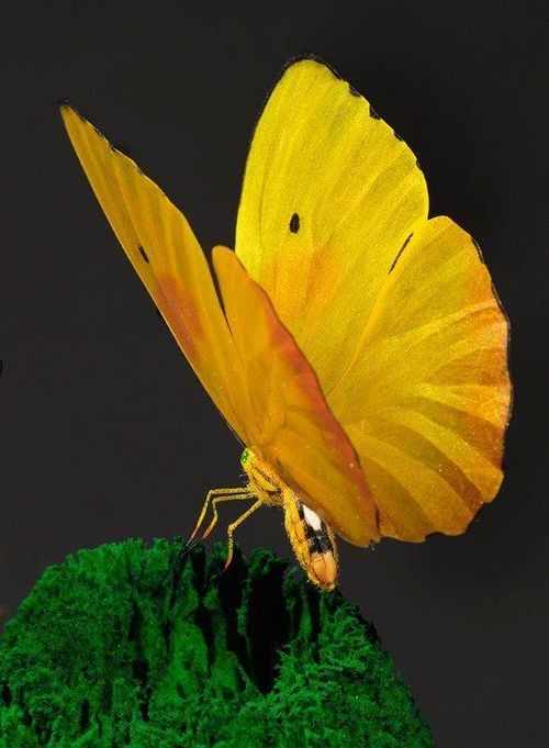Real Yellow Butterfly