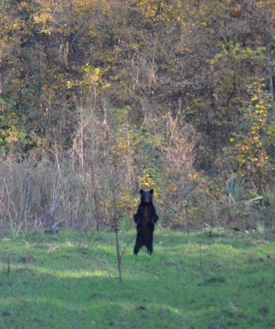 PROBLEMS CROP UP FOR NORTHEAST LA DEER HUNTERS | Jackson Parish Journal