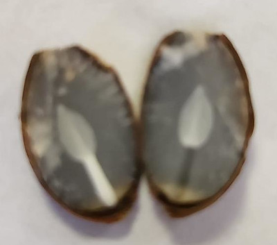 Persimmon Seeds Say Snow for Louisiana This Winter | Jackson Parish Journal