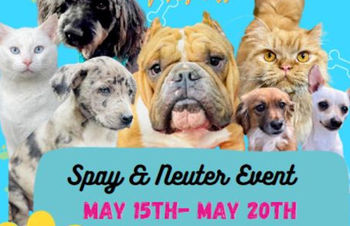 Jonesboro Animal Clinic to host “Sug’s” Spay & Neuter Event | Jackson ...