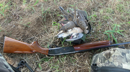 SEVERAL VARIETIES OF DOVES | Jackson Parish Journal
